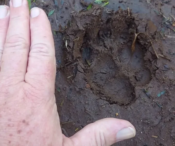 Pegada de 'animal misterioso': "não tem registros de ocorrência de ...